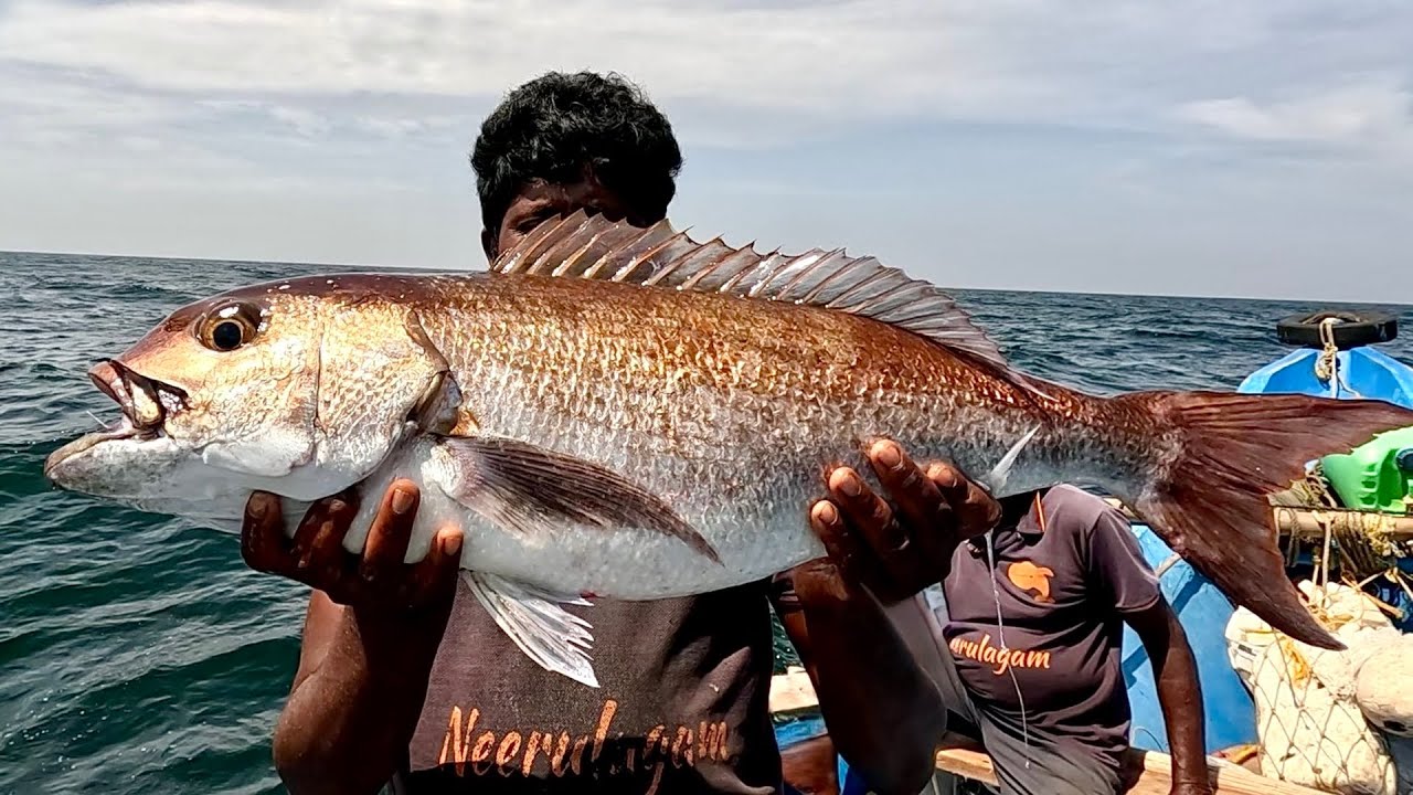 Deep Sea Fishing for Rosy Snapper - YouTube