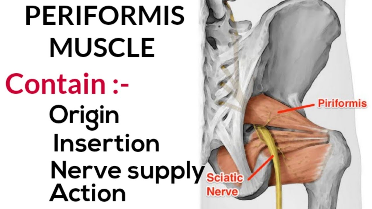 PERIFORMIS MUSCLE - ORIGIN INSERTION NERVE SUPPLY AND ACTION - YouTube