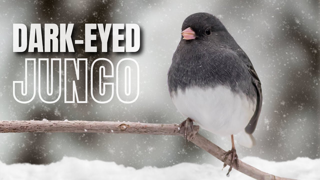 Junco
