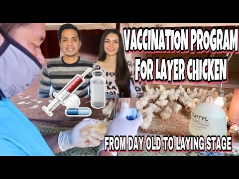 VACCINATION PROGRAM FOR LAYER CHICKEN (FROM DAY OLD TO LAYING STAGE ...