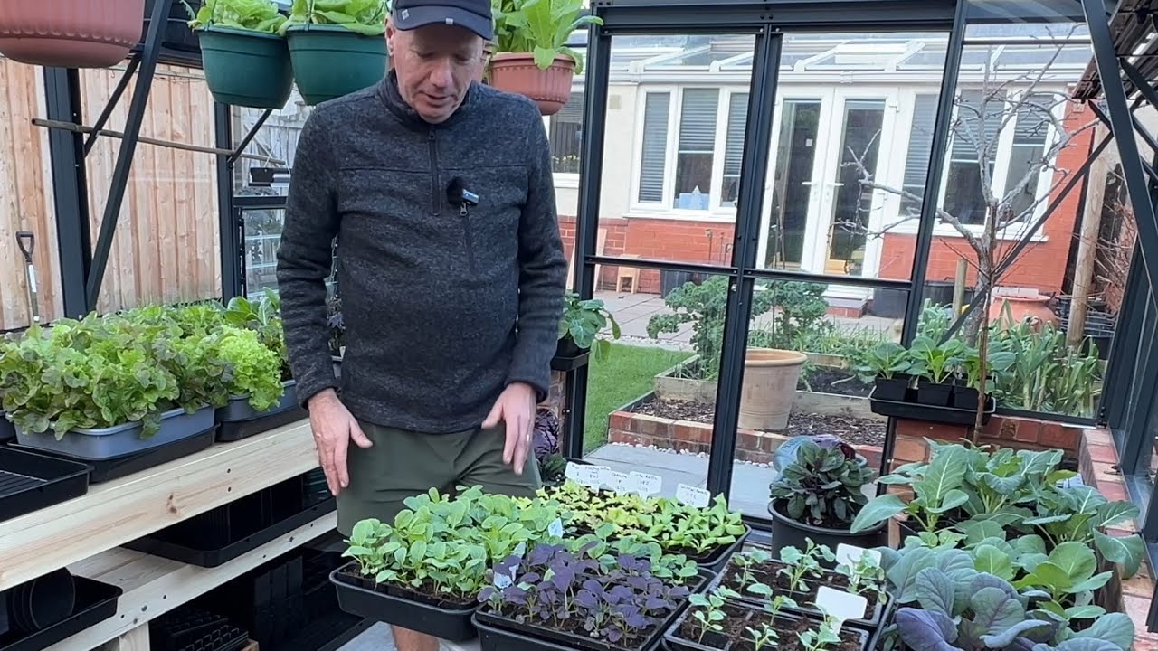Finally back planting again ~ Asian greens/calabrese/cabbages/kales ...