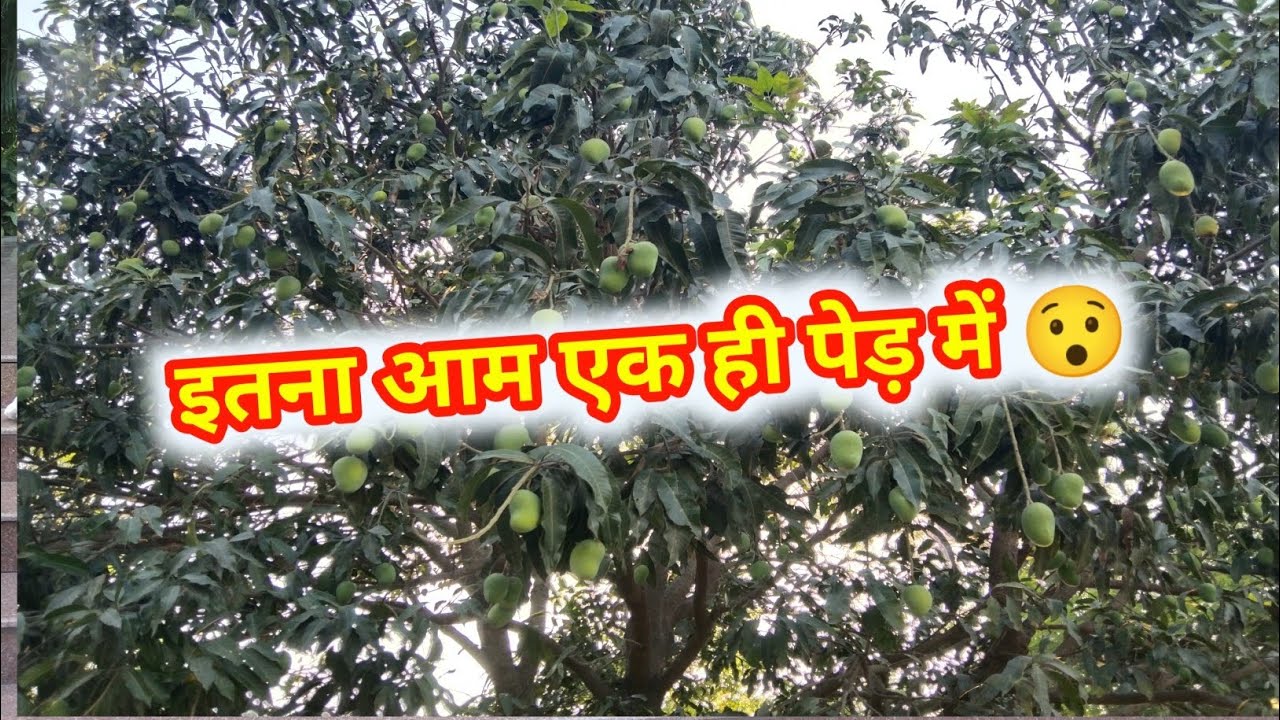 Gao me mango 🥭 ka ped # इतना आम एक ही पेड़ में # please support guys 🙏 ...