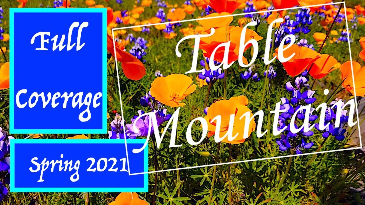 Full Coverage| Spring 2021 @ Table Mountain California| Wildflowers ...