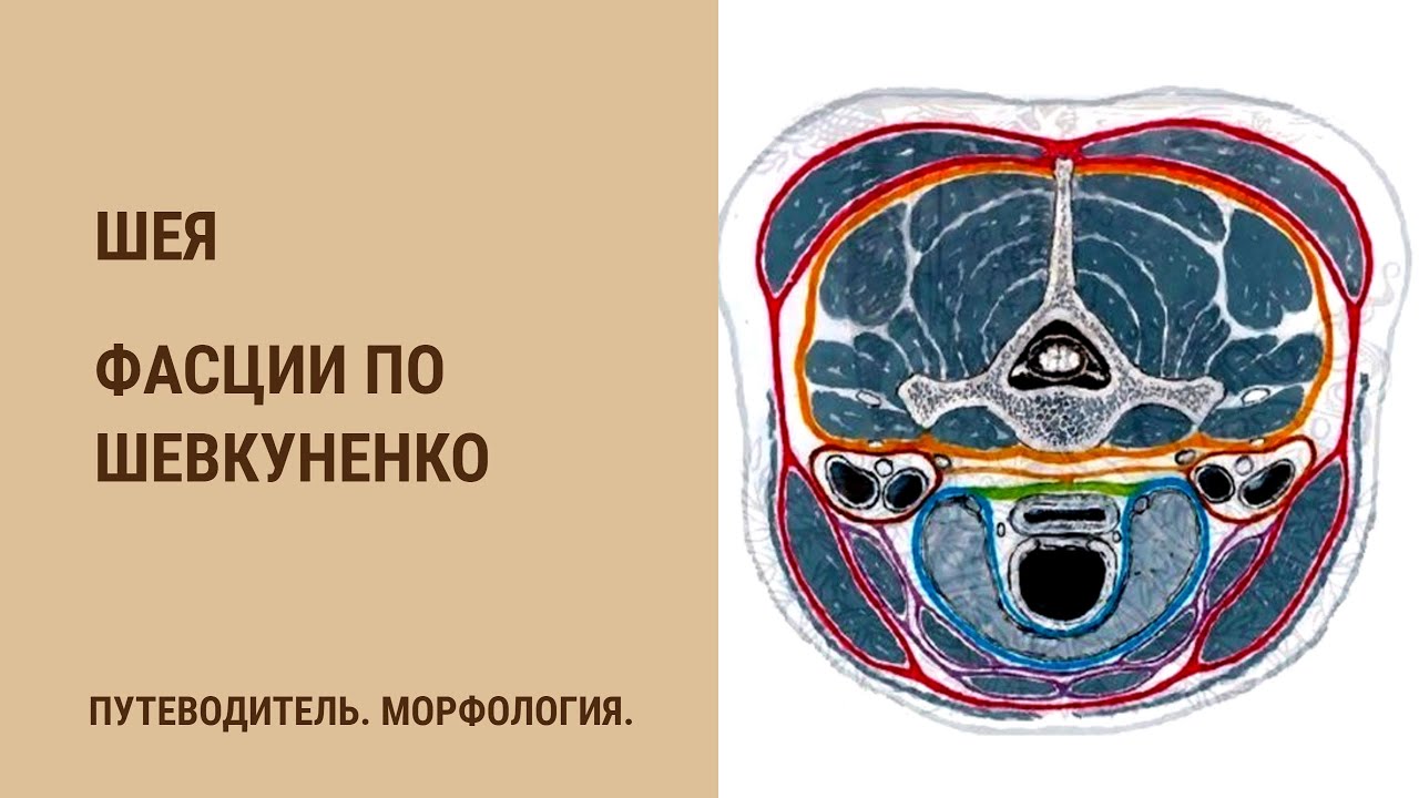 Фасции шеи по Шевкуненко Youtube
