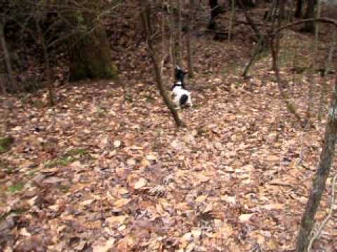 Squirrel dog hunting - YouTube