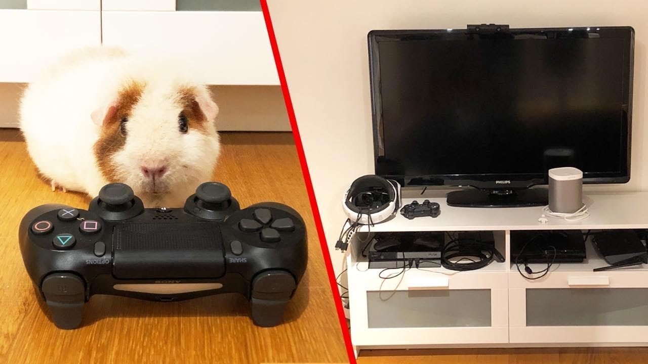 Secret Life of Guinea Pigs - Guinea pigs play on PS4 - YouTube