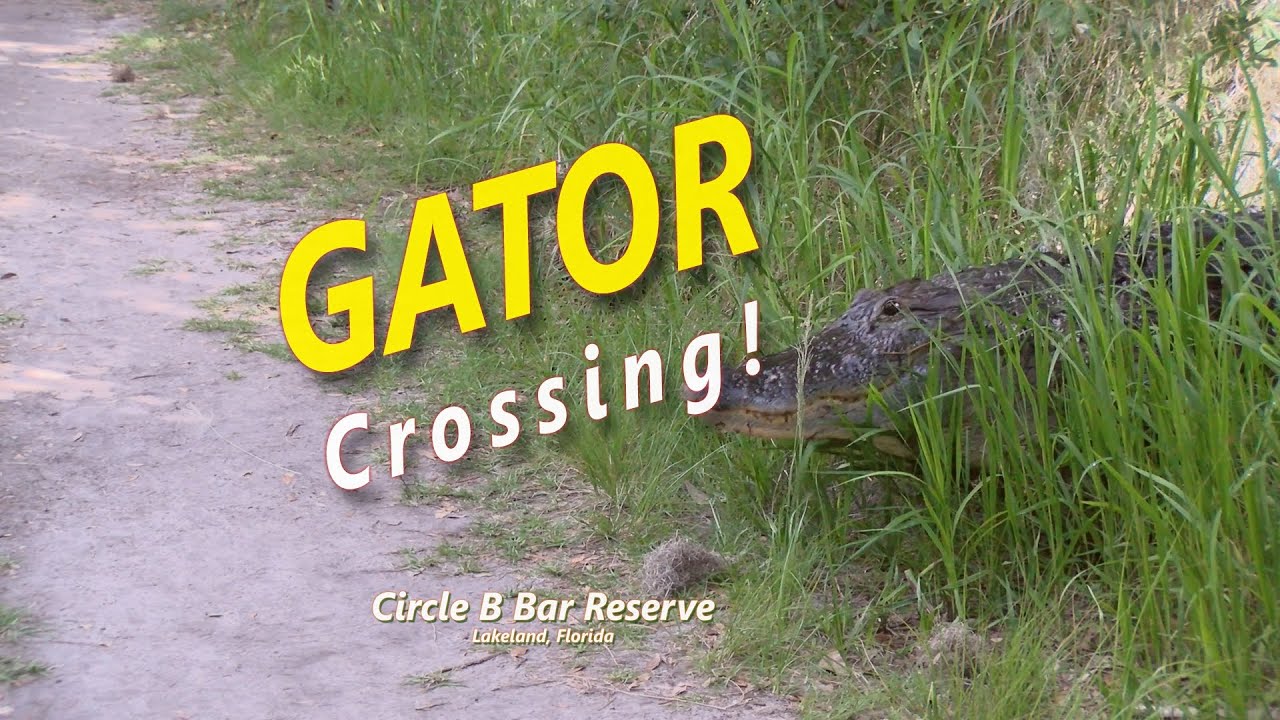 Gator Crossing - YouTube