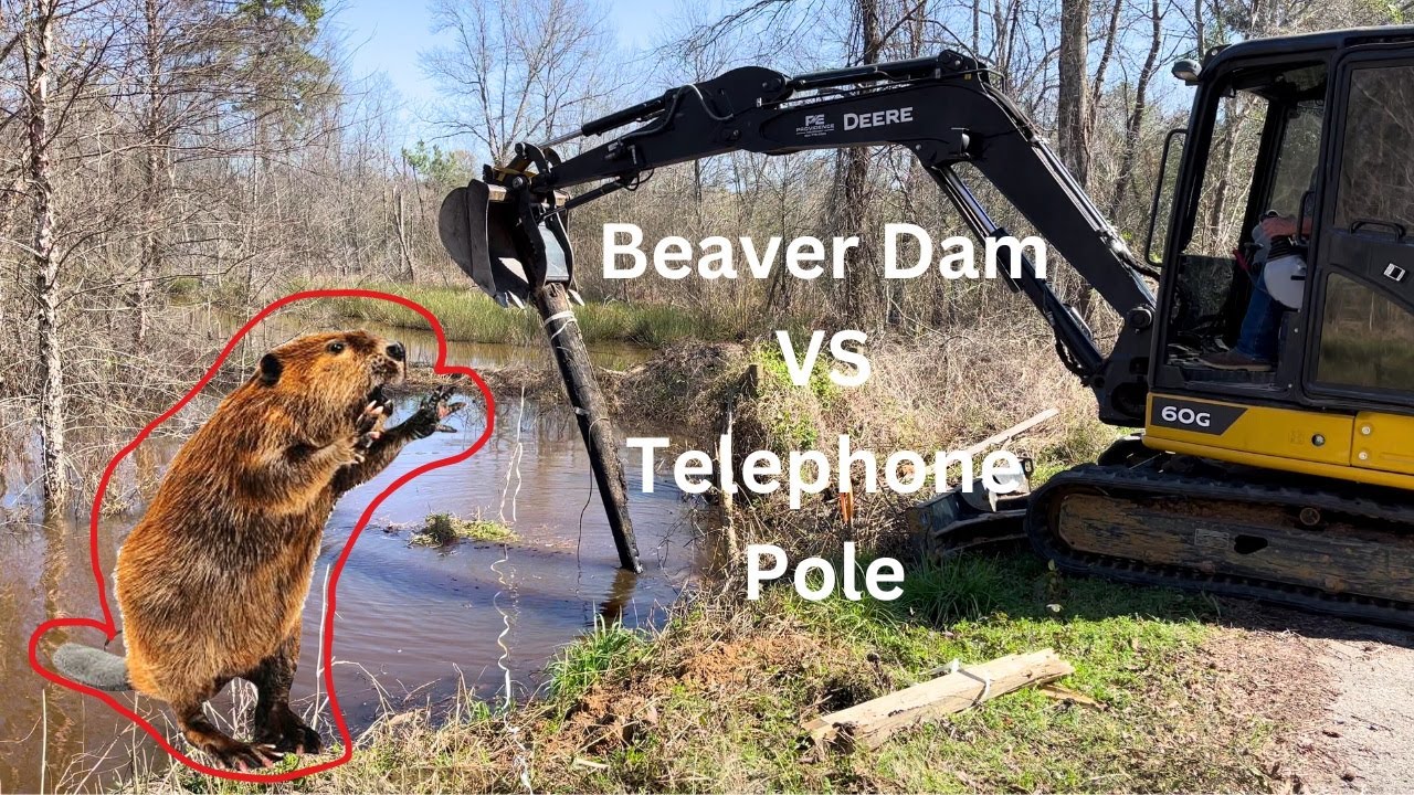 Beaver Dam Removal with Excavator and Telephone Pole - Genius Idea to ...