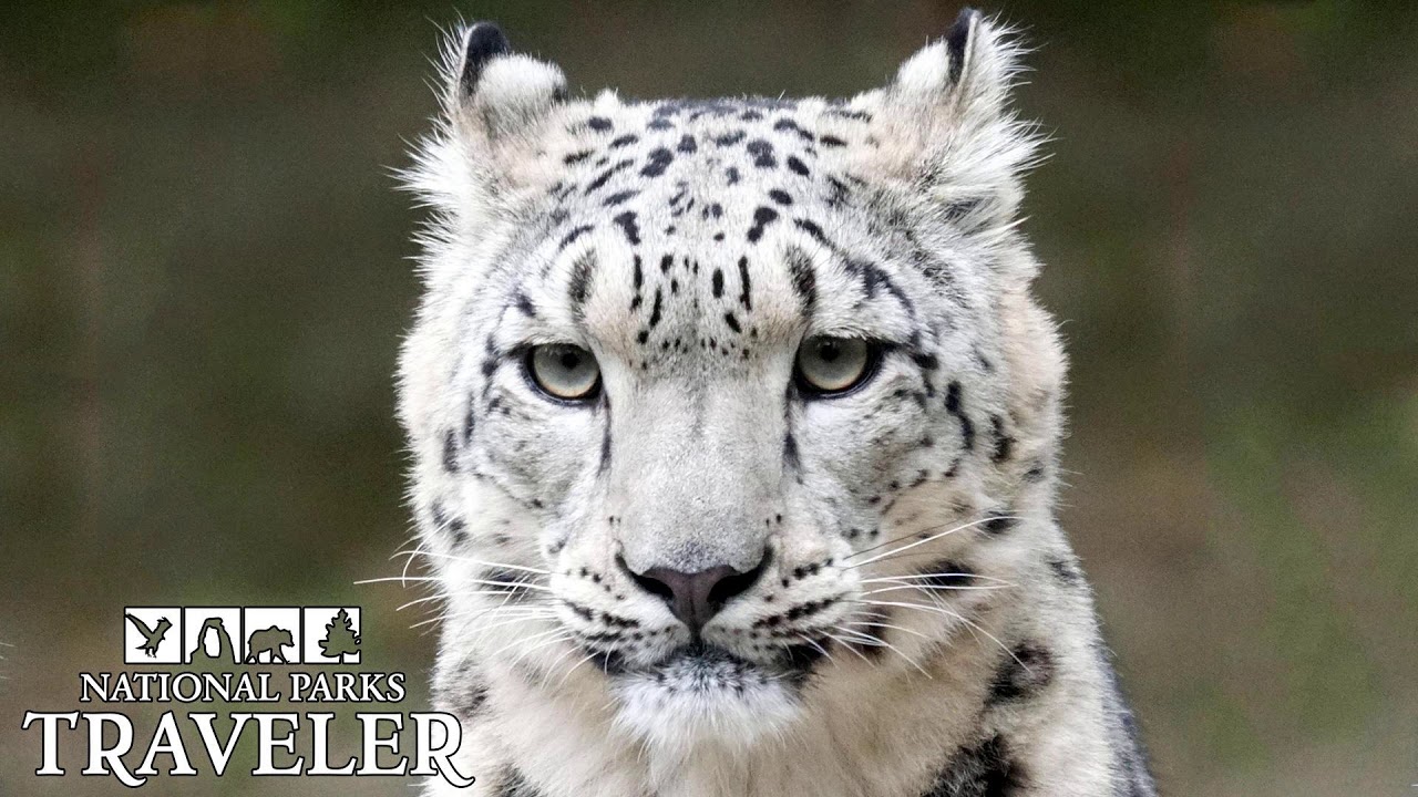 National Parks Traveler: Afghan Snow Leopards, Protecting Nature ...
