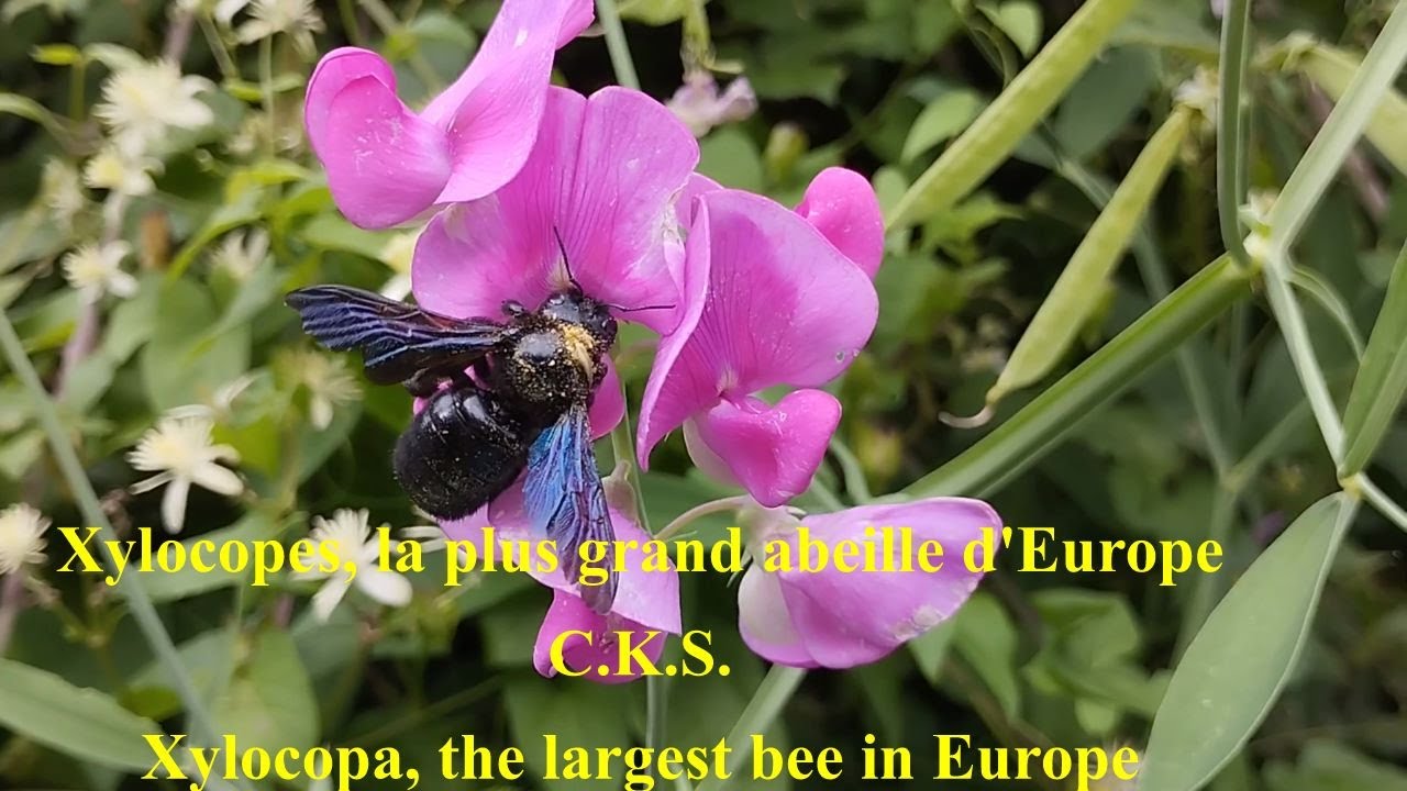 🐝🌸 Xylocope, la plus grande abeille d'Europe - Xylocopa, the largest ...