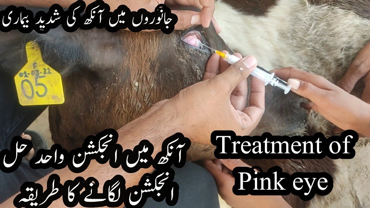 Calf eye treatment II Pink eye treatment II Subconjunctival injection ...