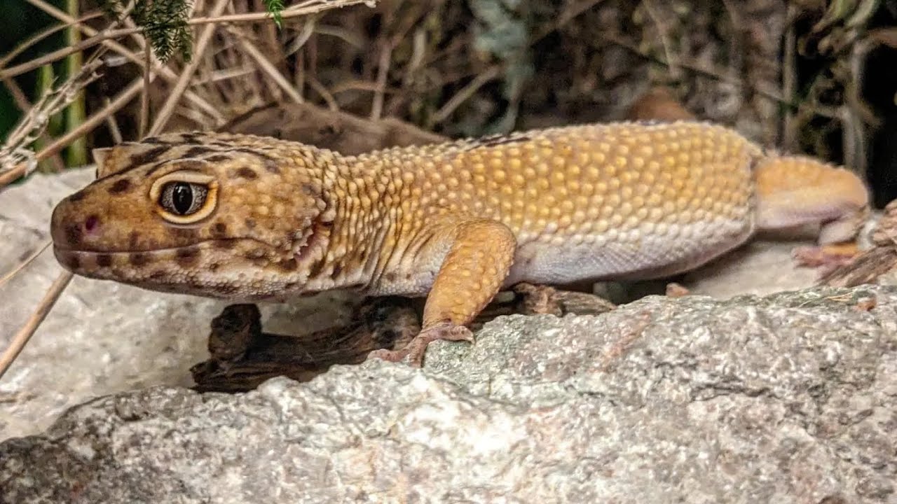 Leopard Gecko's CAN climb given the opportunity. Their tiny claws also ...