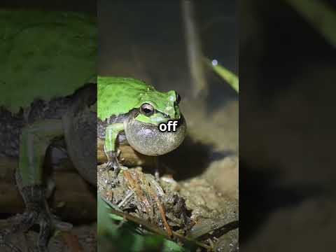 Why Do Frogs Croak All Night? The Science and Secrets Explained - Know Animals