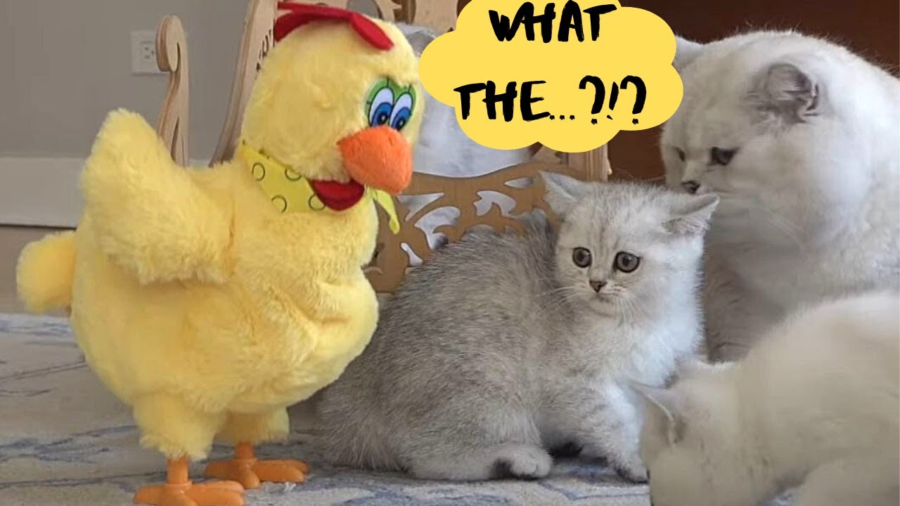 WHAT THE...?!? - YouTube