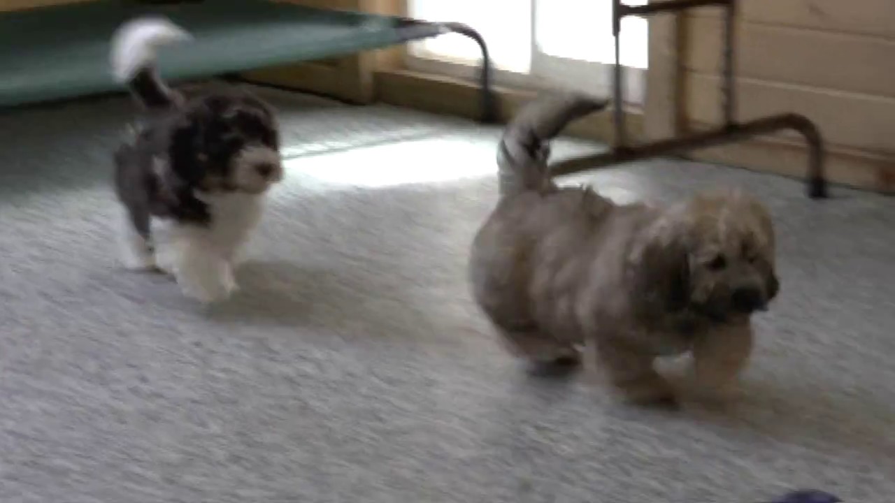 Mini Schnockerpoo Puppies for Sale from www.dyerfarms.com - YouTube