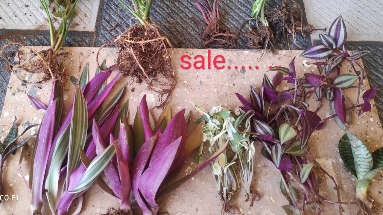packing video of rheo plant# syngonium variety# wandering jew ...