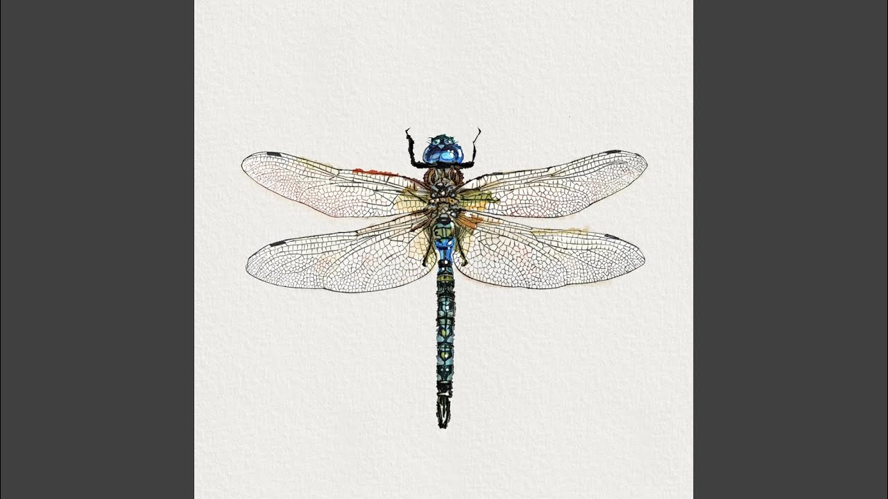 Dragonfly - YouTube