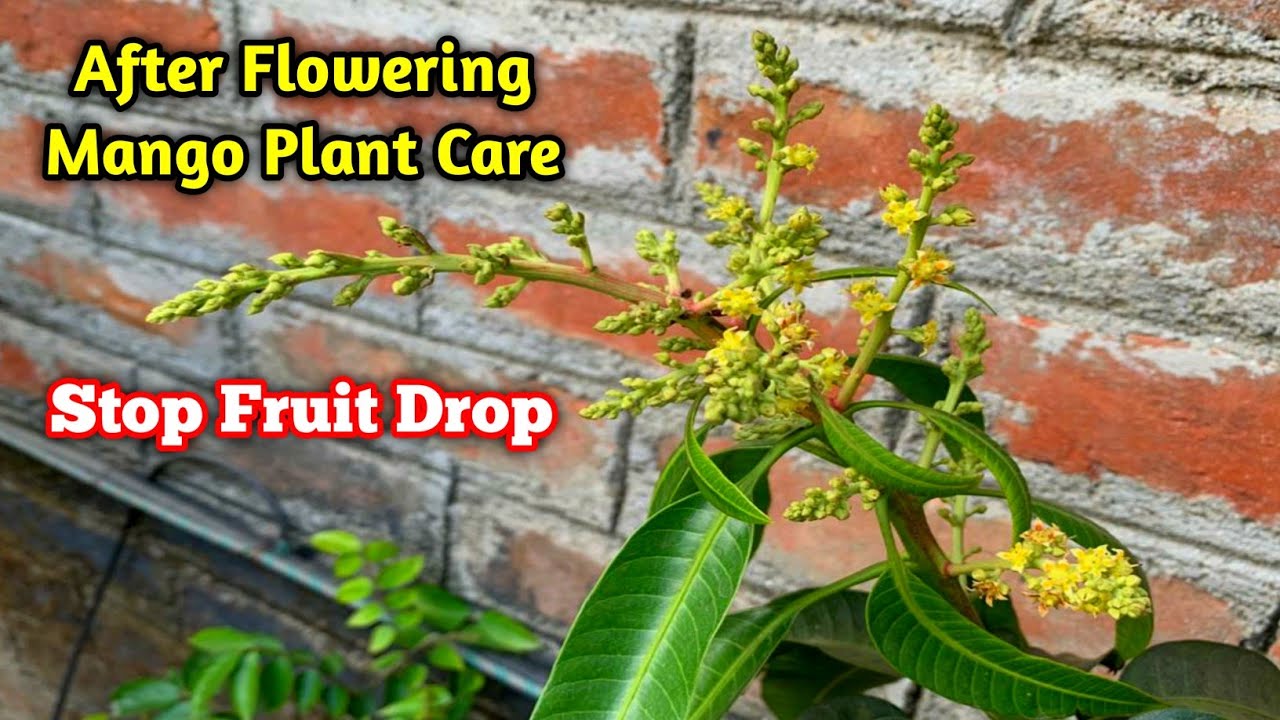 How To Care Of Mango Plant After Flowering For Prevent Flowers And ...