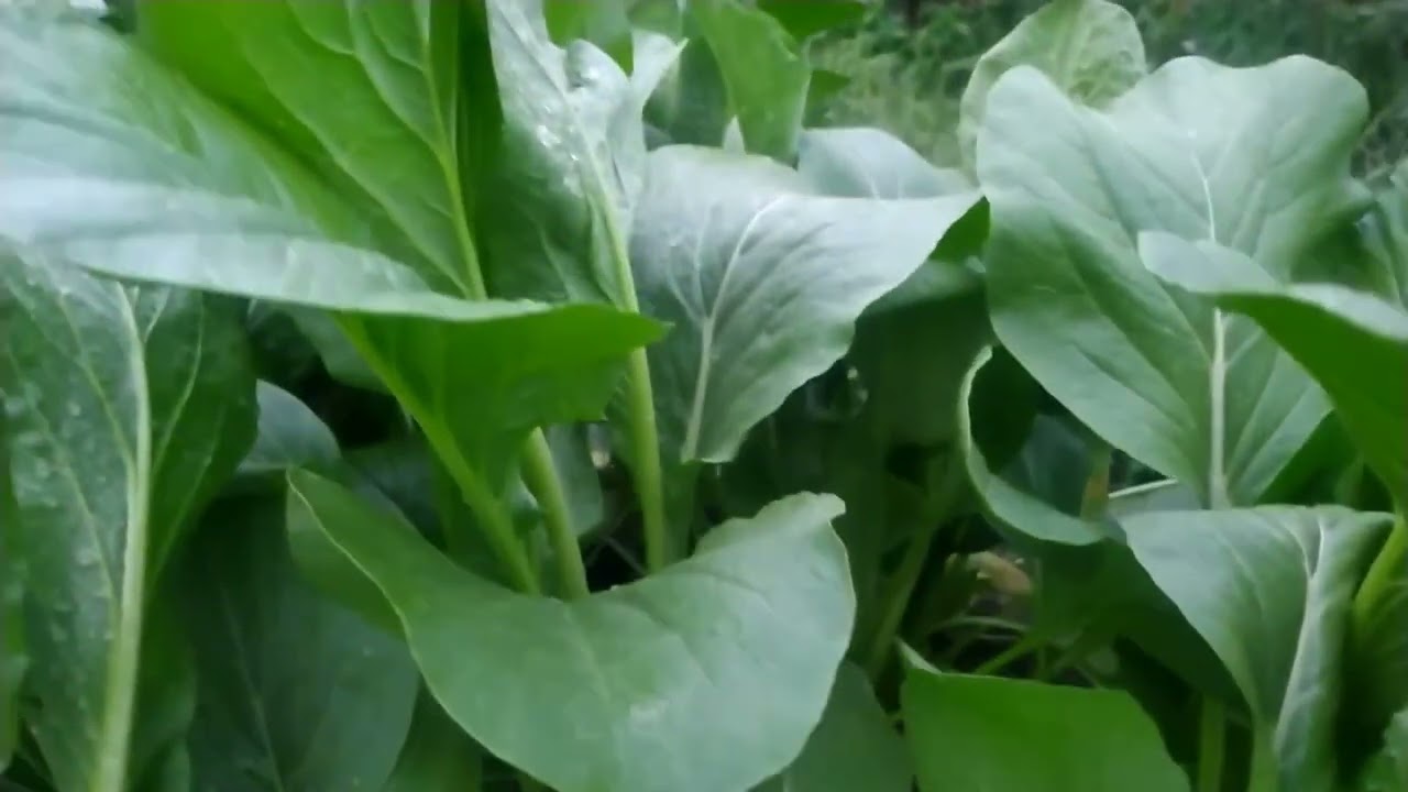 siap panen sawi caisim - YouTube