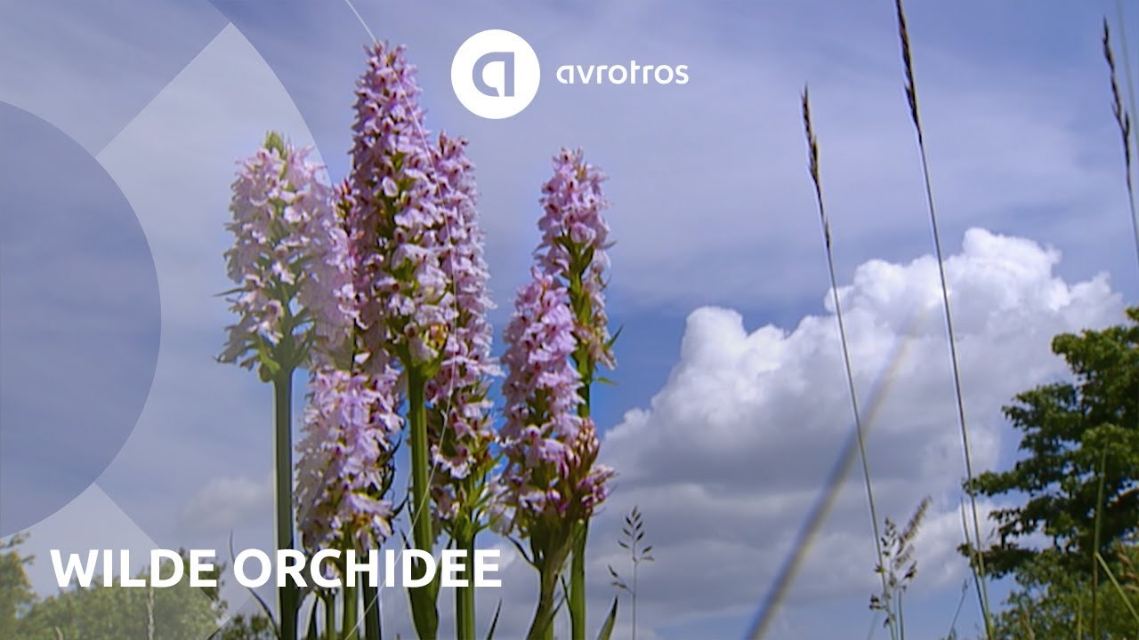 Wild in Nederland: wilde orchidee - YouTube