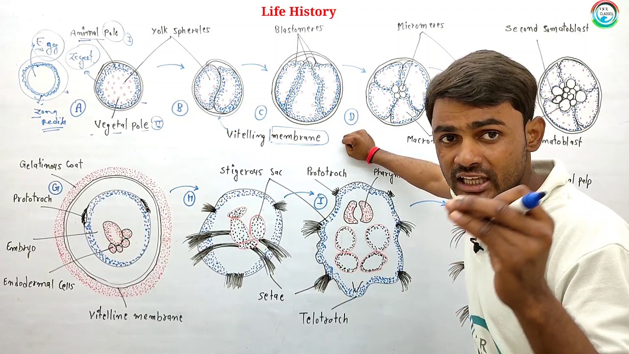 Nereis Diagram Bsc 1st Year