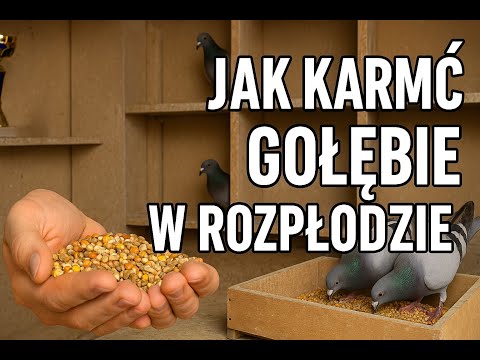 Zbigniew Kukułka TV - Jak Ja Karmie gołębie w rozpłodzie, kilka cennych wskazówek