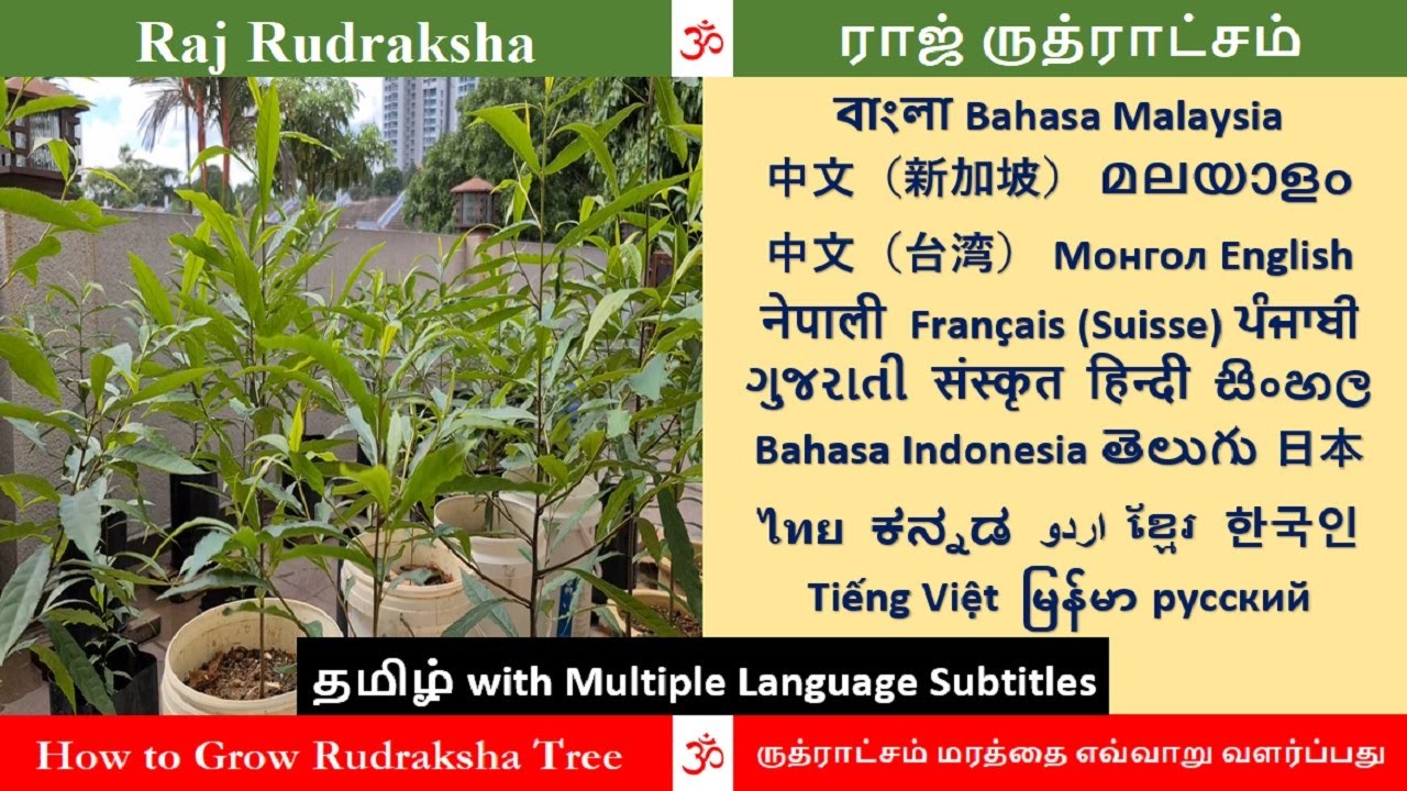 How to Grow Rudraksha Tree | ருத்ராட்ச மரத்தை எவ்வாறு வளர்ப்பது | with ...
