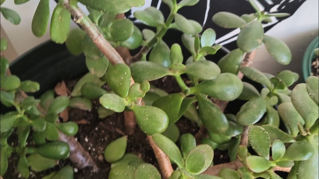 Momma Jade and her 9 baby Jade plants - YouTube