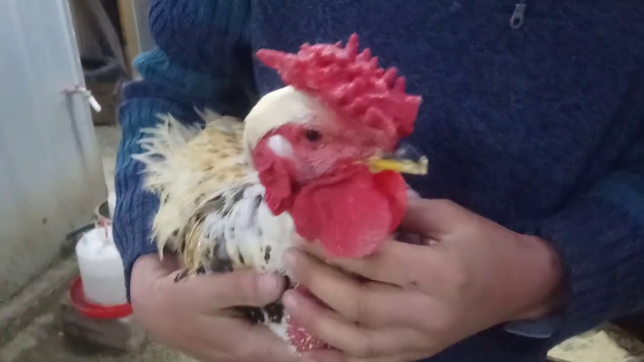 Como eliminar chinches en gallinero. Sin químicos. 🤩💪 - YouTube