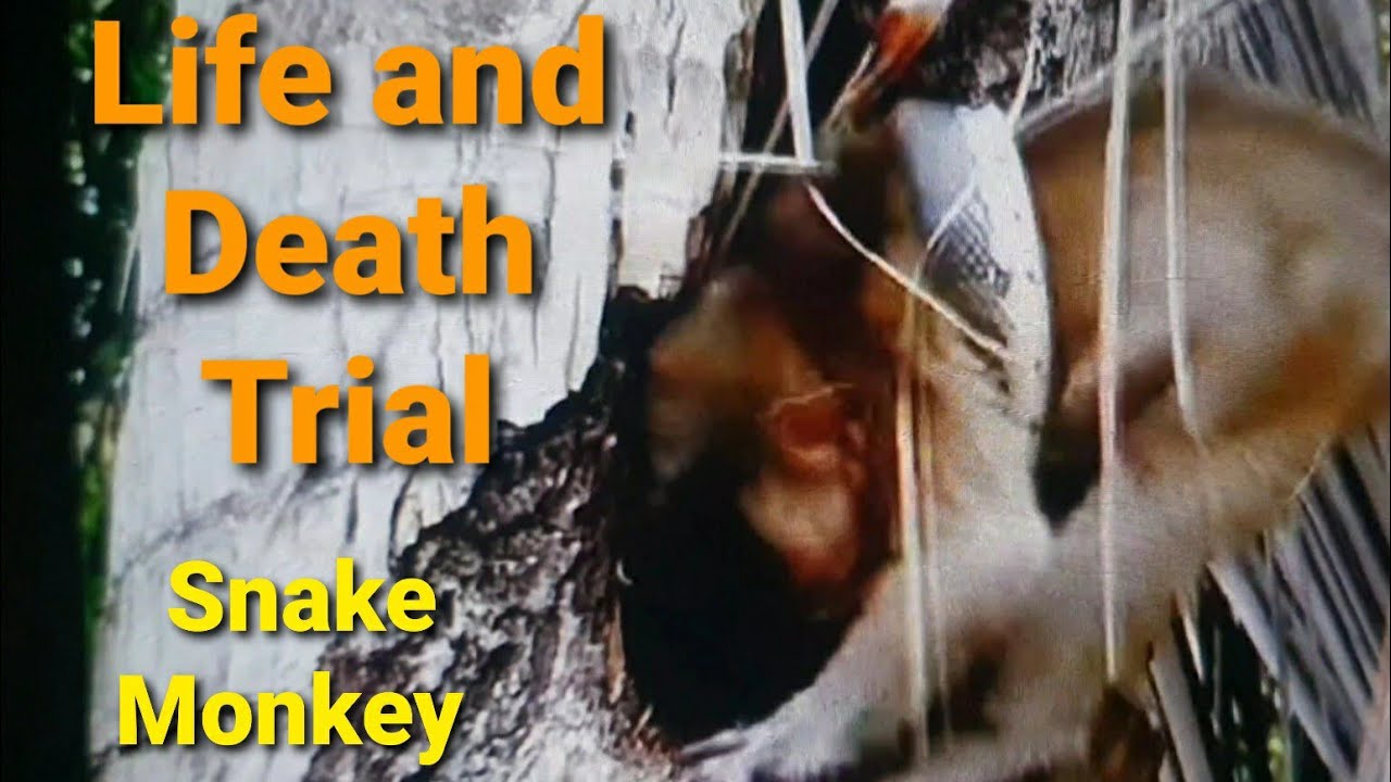Life and Death Trial|Snake and Small Monkey Fight|Life and Death Fight ...