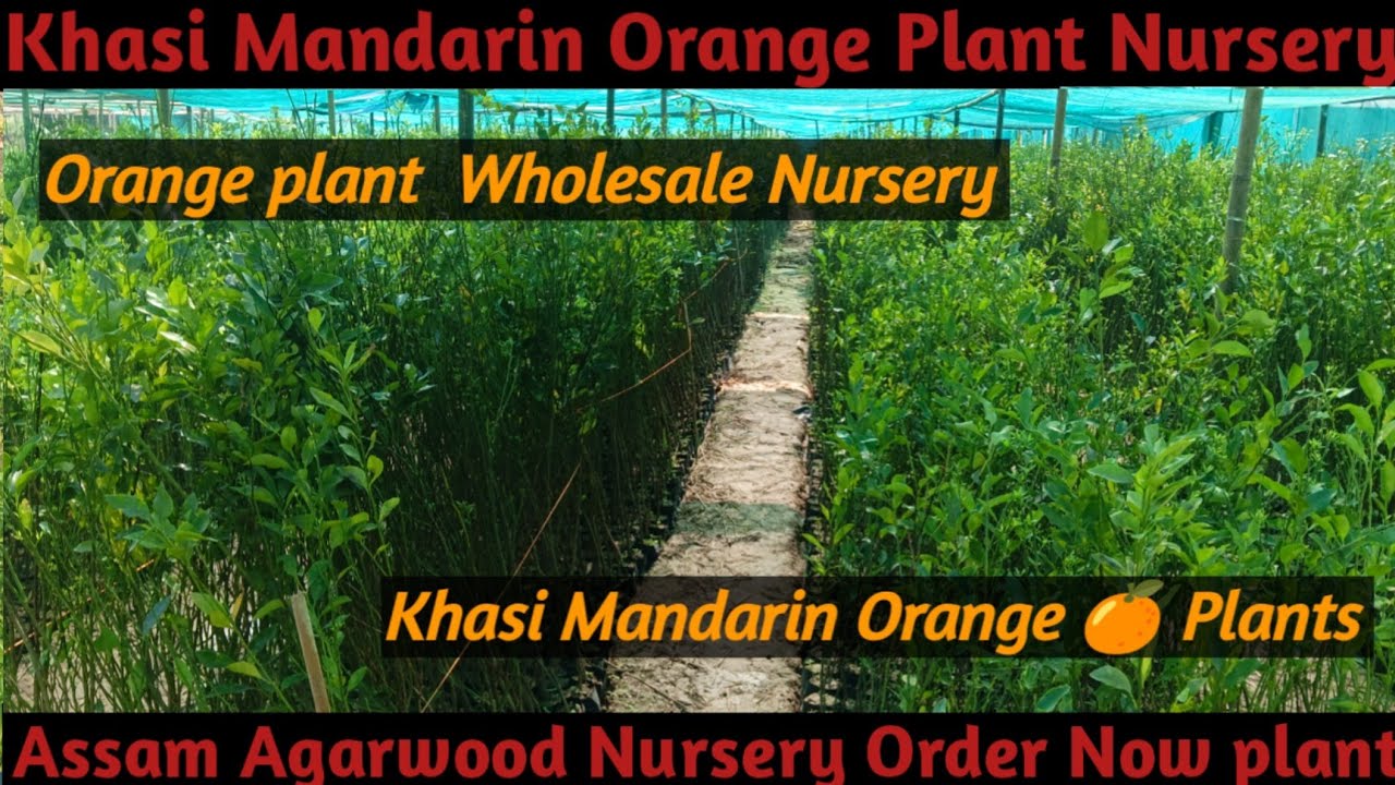 Khasi Mandarin Orange Plant Nursery Call.+91_9678993163 ...