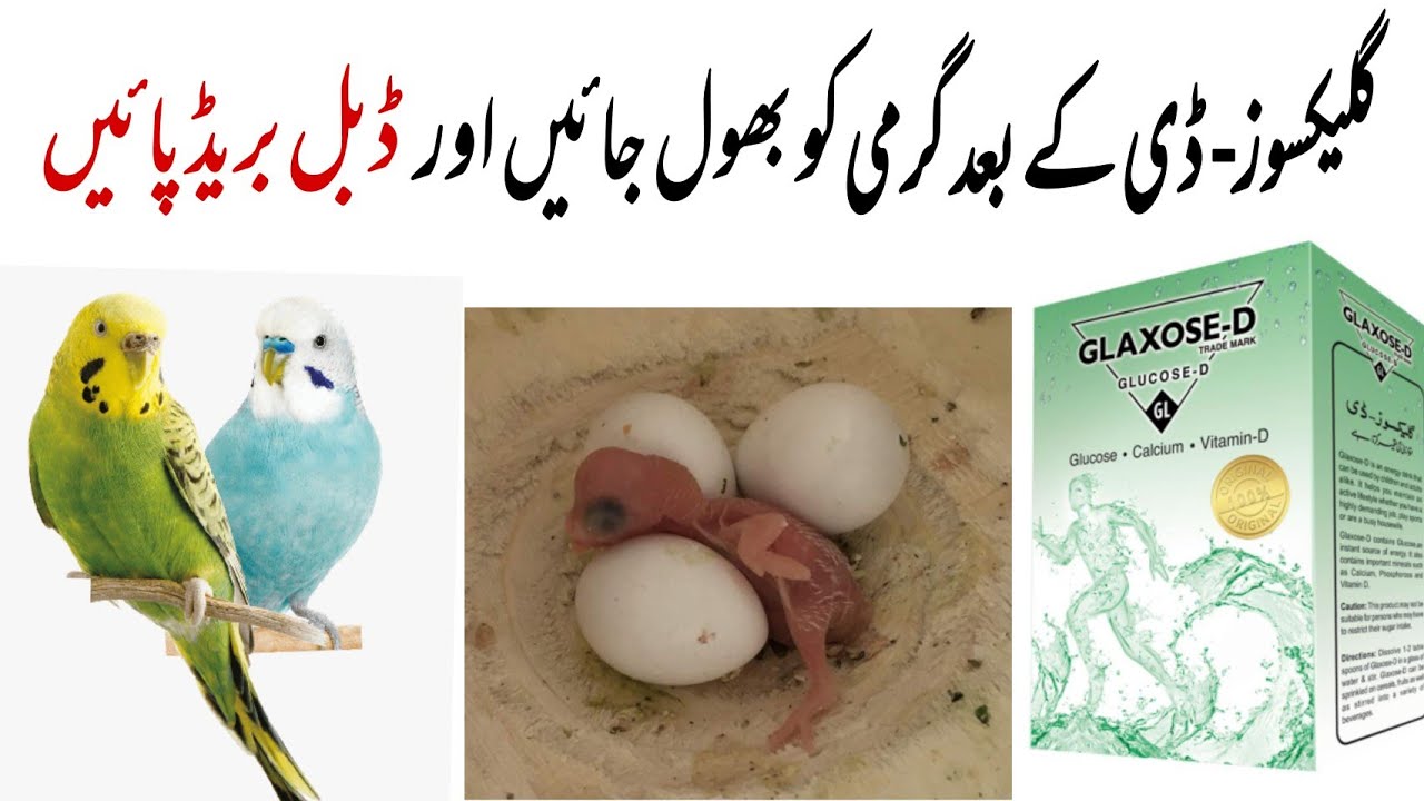 Best Electrolyte For Birds In Summer || Glaxos D For Budgies Lovebirds ...
