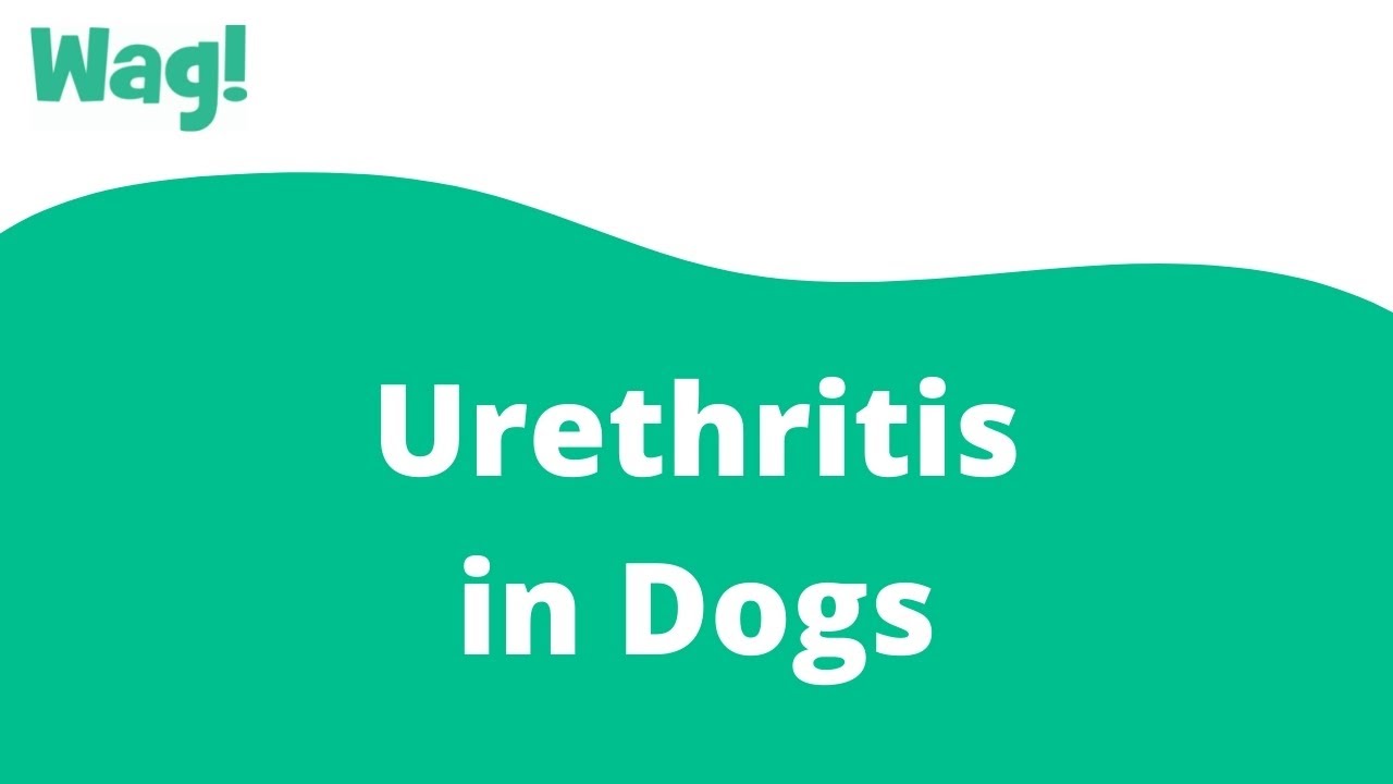 Female Dog Uti Swelling