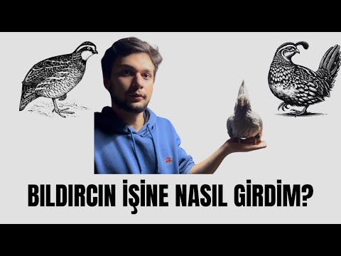 Bıldırcın işine nasıl girdim? yaptığım hatalar nelerdi?