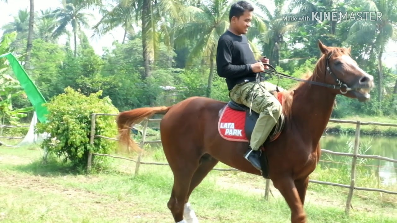 belajar berkuda - YouTube