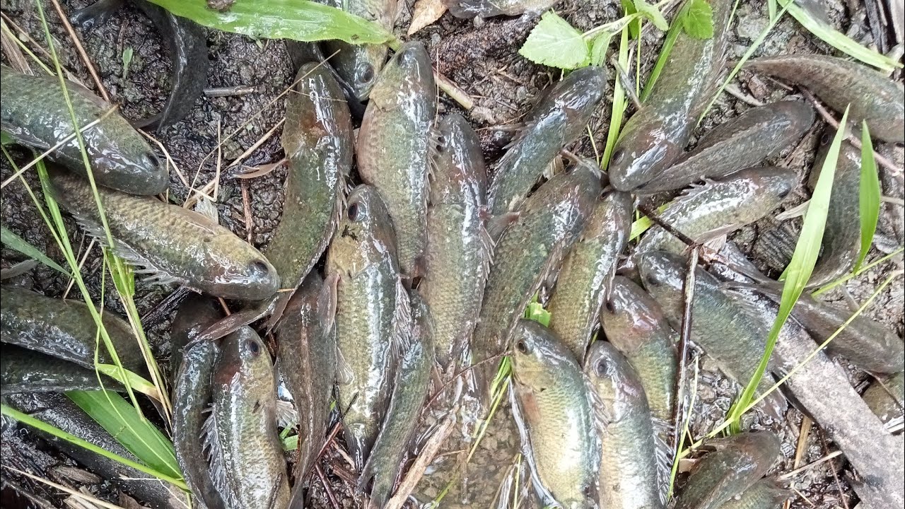 Berburu Ikan Mijah Saat Banjir Bertama, Ikan Nya Pada Di Parit Parit ...