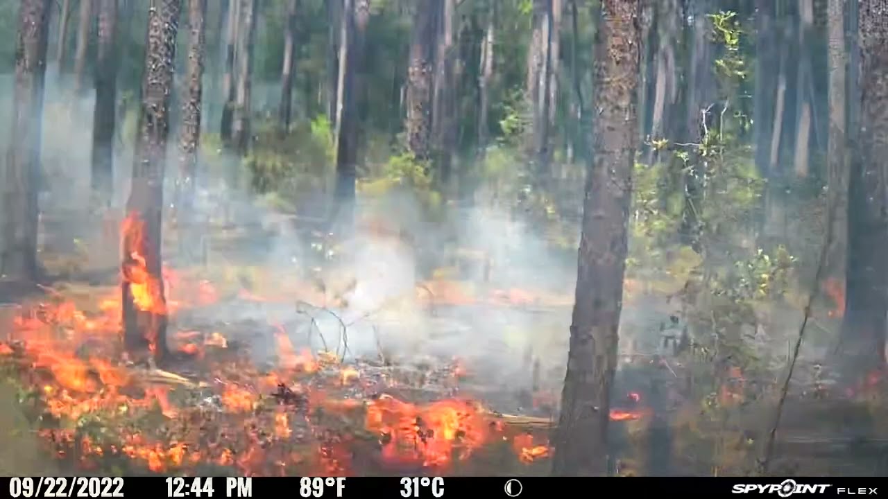 Live trail camera footage Croom WMA Florida - YouTube