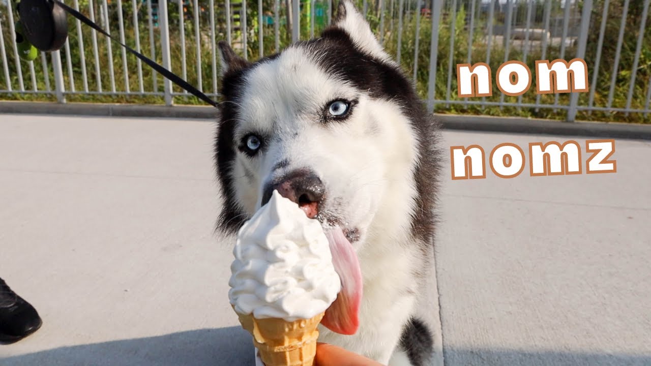Riley's Last Day of Summer Ice Cream | Riley the Husky - YouTube