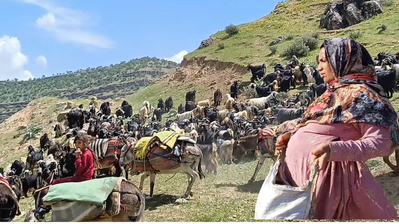 Nomadic migration: Tayyaba's pregnancy adventure with family" - YouTube