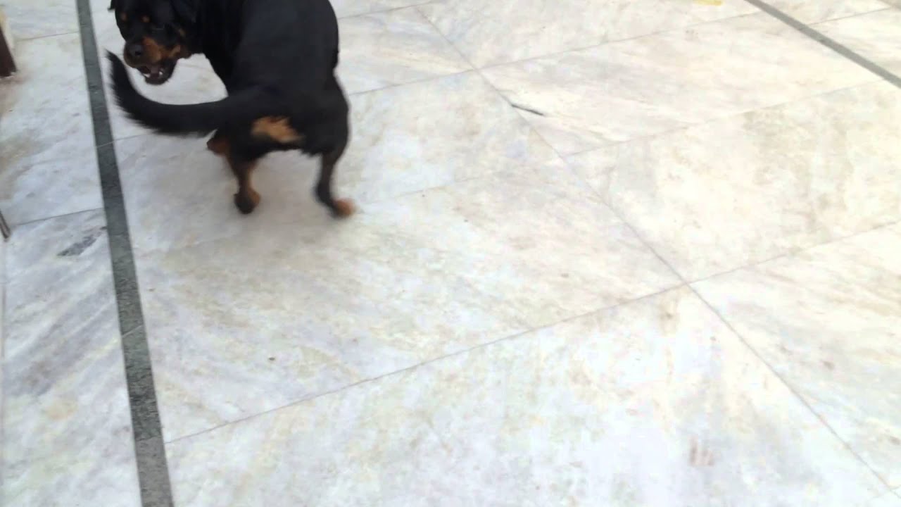 Rottweiler trying to catch his own Tail 😂 - YouTube
