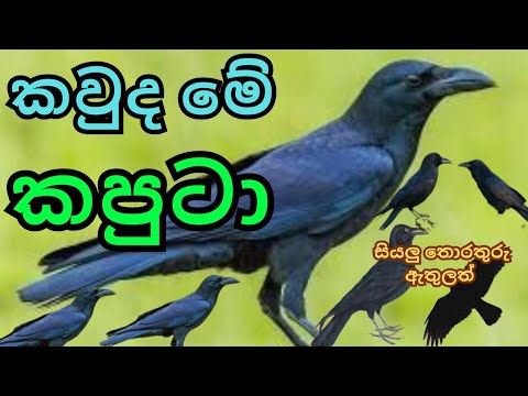 kaputa | කපුටා ගැන තොරතුරු | kaputa gana rachana | kaputa gana visthara ...