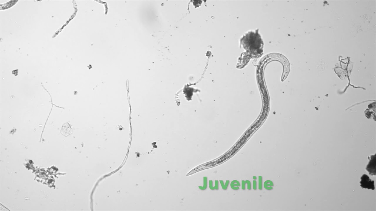 Stunt nematode - Tylenchorhynchus spp, 10x magnification, Primo Star ...