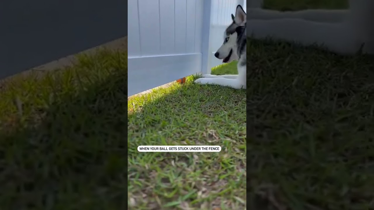 Husky my boii,Watch till end,share and subscribe😌#dog _ - YouTube