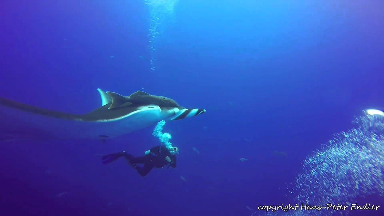 Diving Mexico #02 - Roca Partida - snuggle with Mantas / Kuscheln mit ...