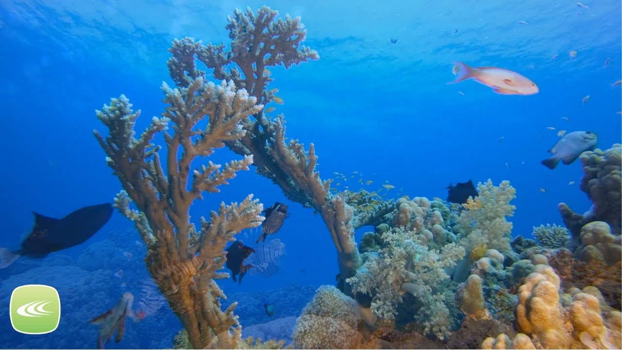 Underwater Ambience in 4K | Wellness Music Experience - YouTube