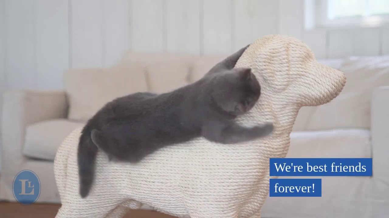 Lord Lou | DOG Cat Scratcher - YouTube