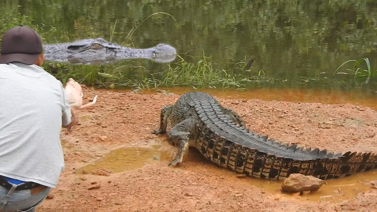 Buaya paling setia selalu datang disaat buaya lain berada disarang yang ...