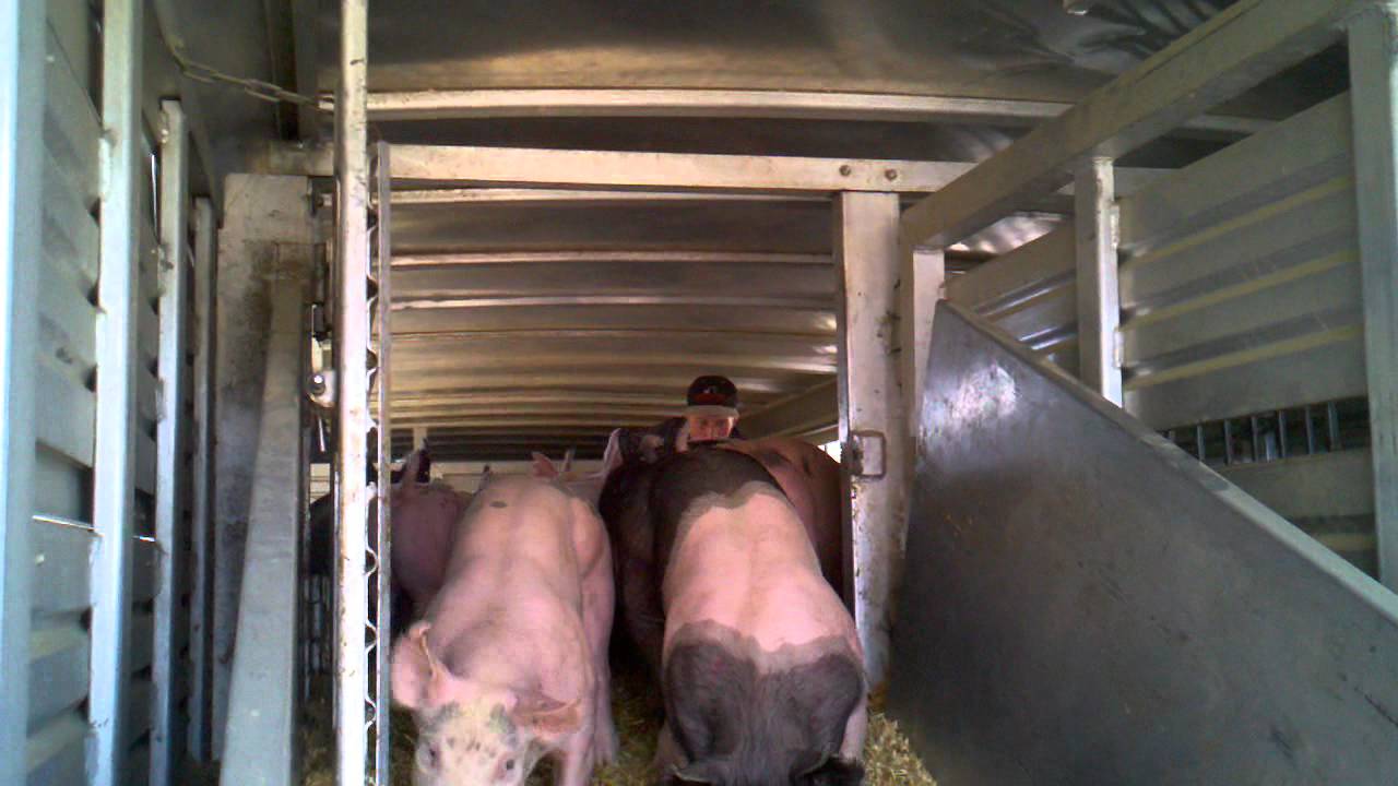 Wyatt unloading pigs - YouTube