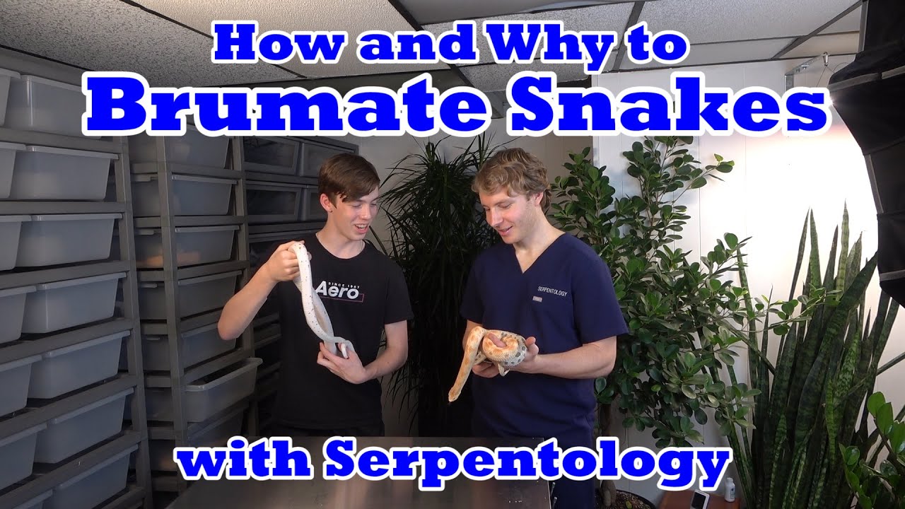 How and Why to Brumate Snakes with Serpentology - YouTube