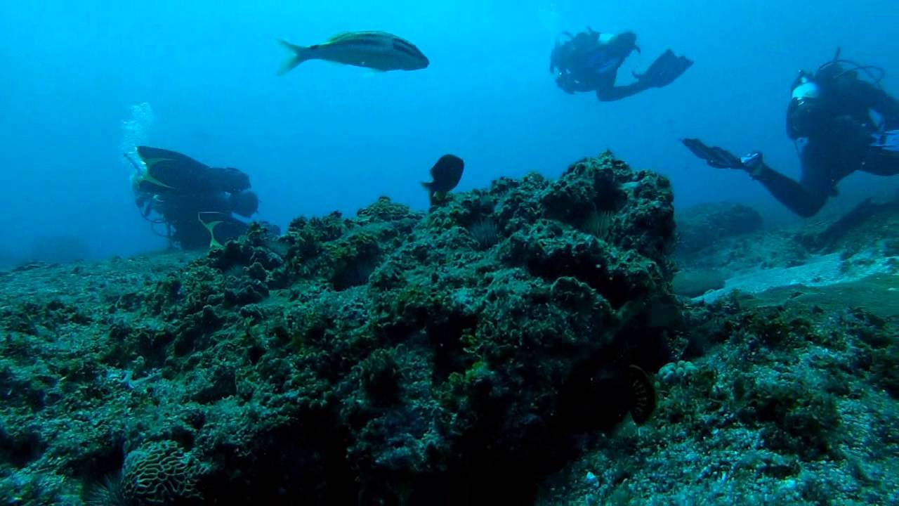 Scuba diving at Flat rock, Moreton Bay - YouTube